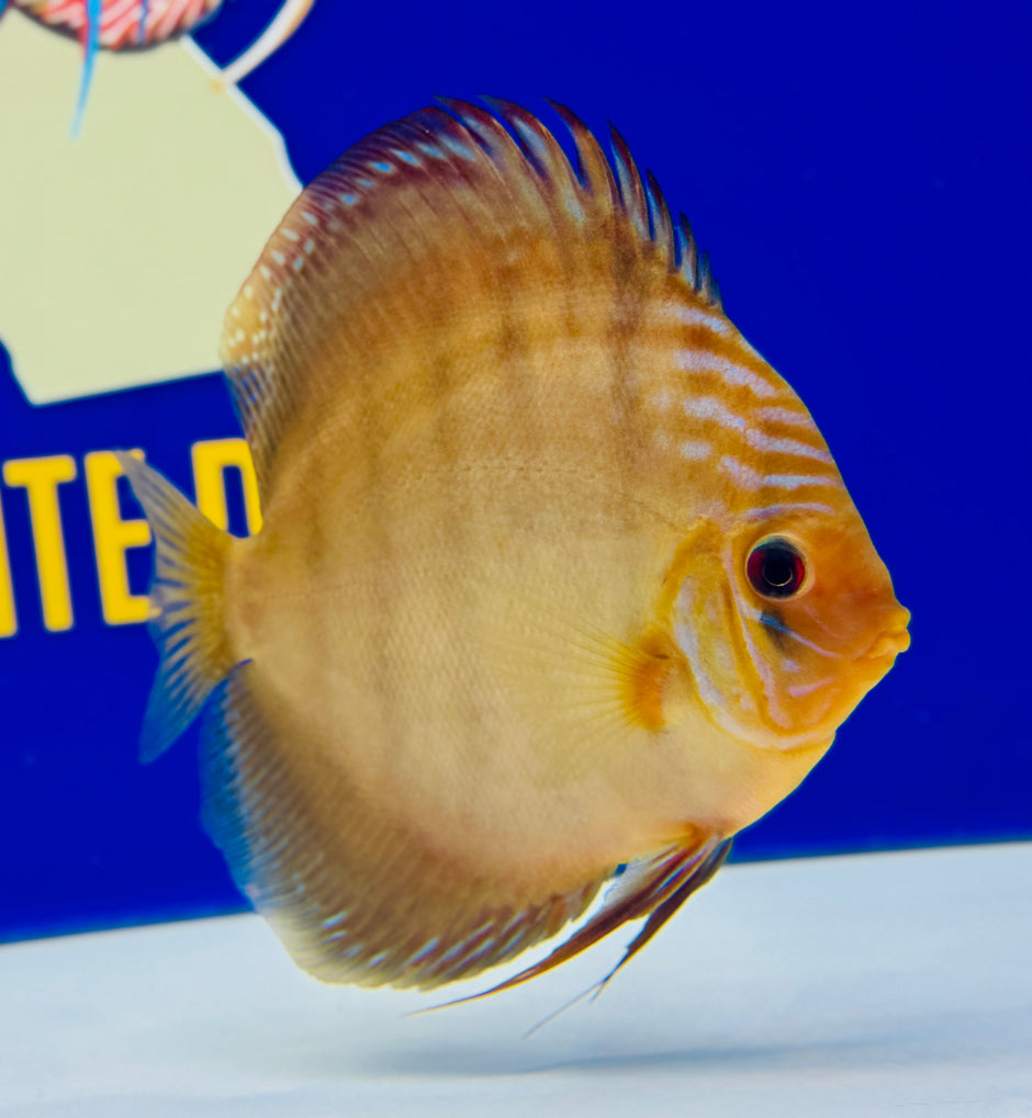 Golden State Discus Inventory