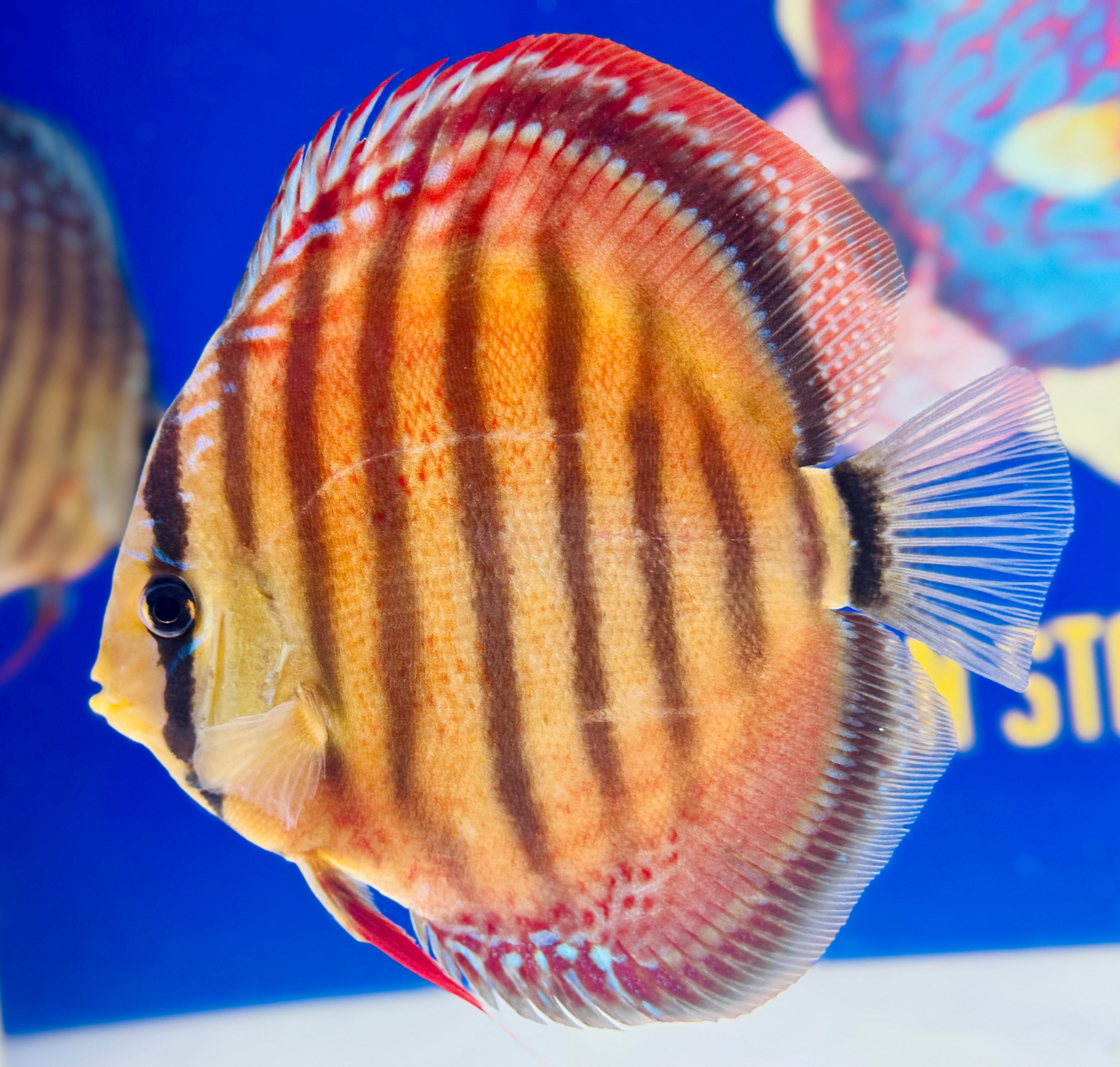 Golden State Discus - Premium Discus Fish and Expert Aquarium Care