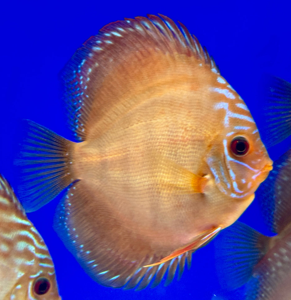 Golden State Discus - Premium Discus Fish and Expert Aquarium Care