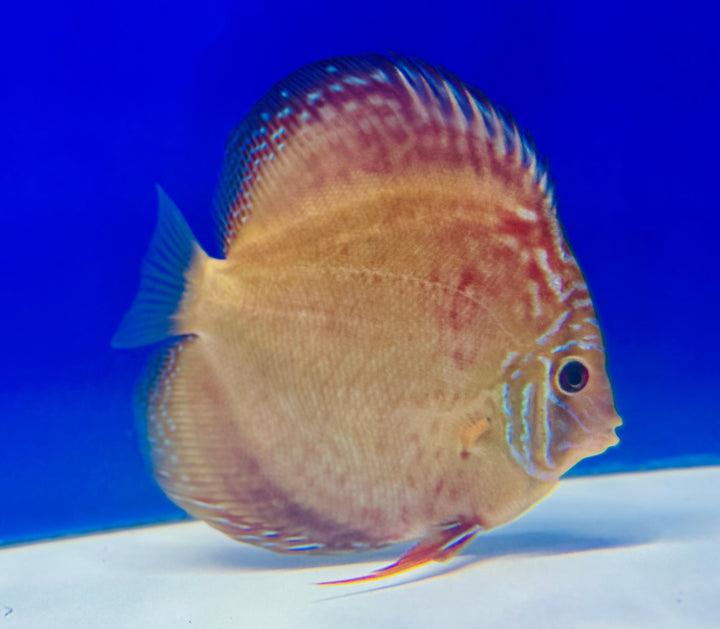 Golden State Discus - Premium Discus Fish and Expert Aquarium Care