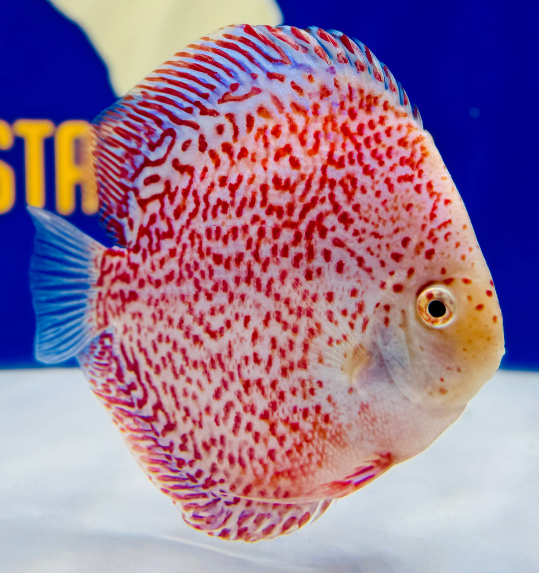 Golden State Discus - Premium Discus Fish and Expert Aquarium Care