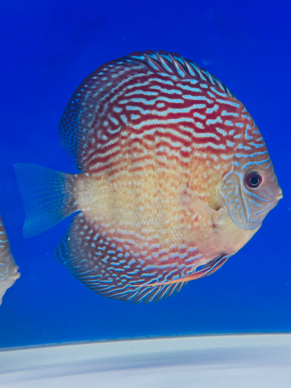 Golden State Discus - Premium Discus Fish and Expert Aquarium Care