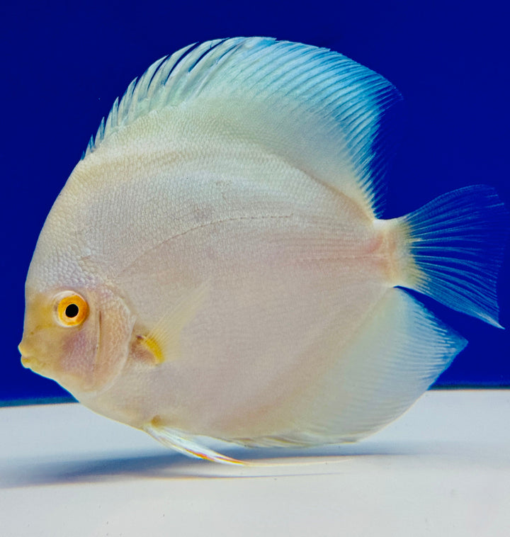 Golden State Discus - Premium Discus Fish and Expert Aquarium Care
