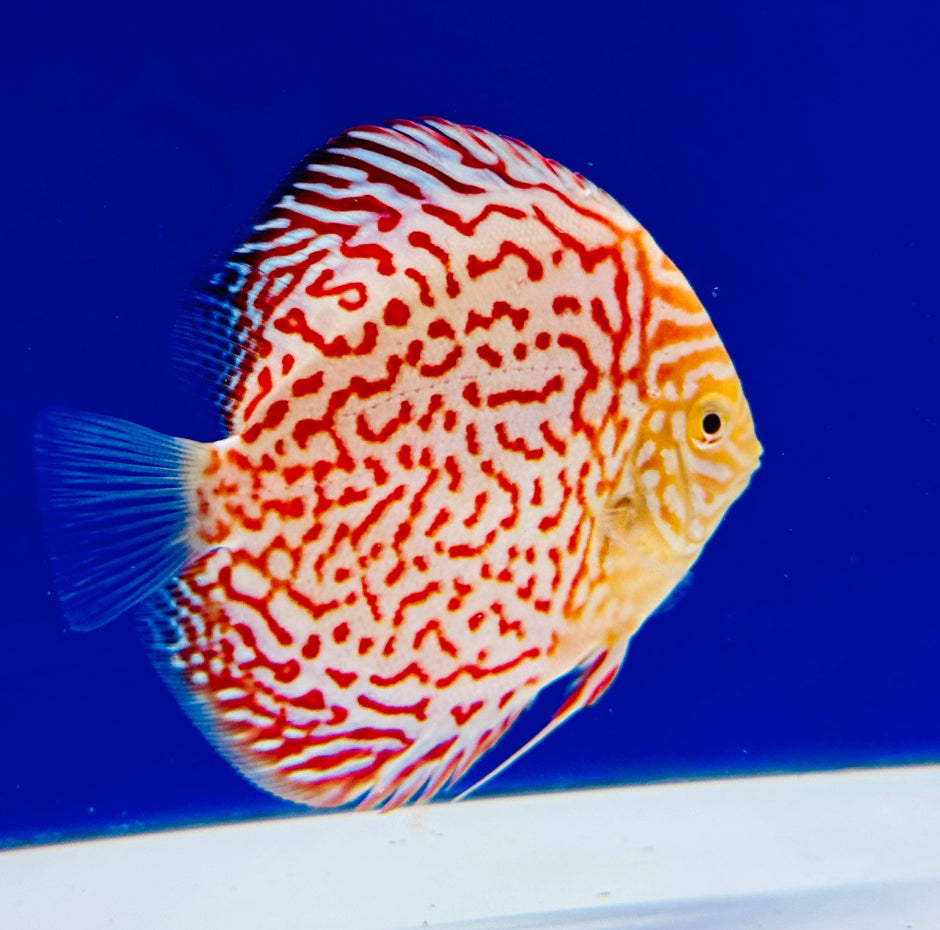 Golden State Discus - Premium Discus Fish and Expert Aquarium Care
