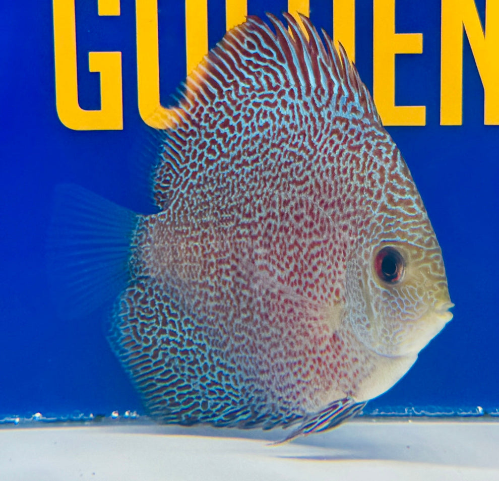 Panthera Discus 3-3.5" – Golden State Discus