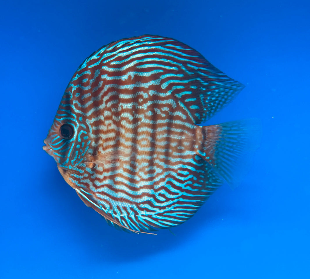 Golden State Discus - Premium Discus Fish and Expert Aquarium Care