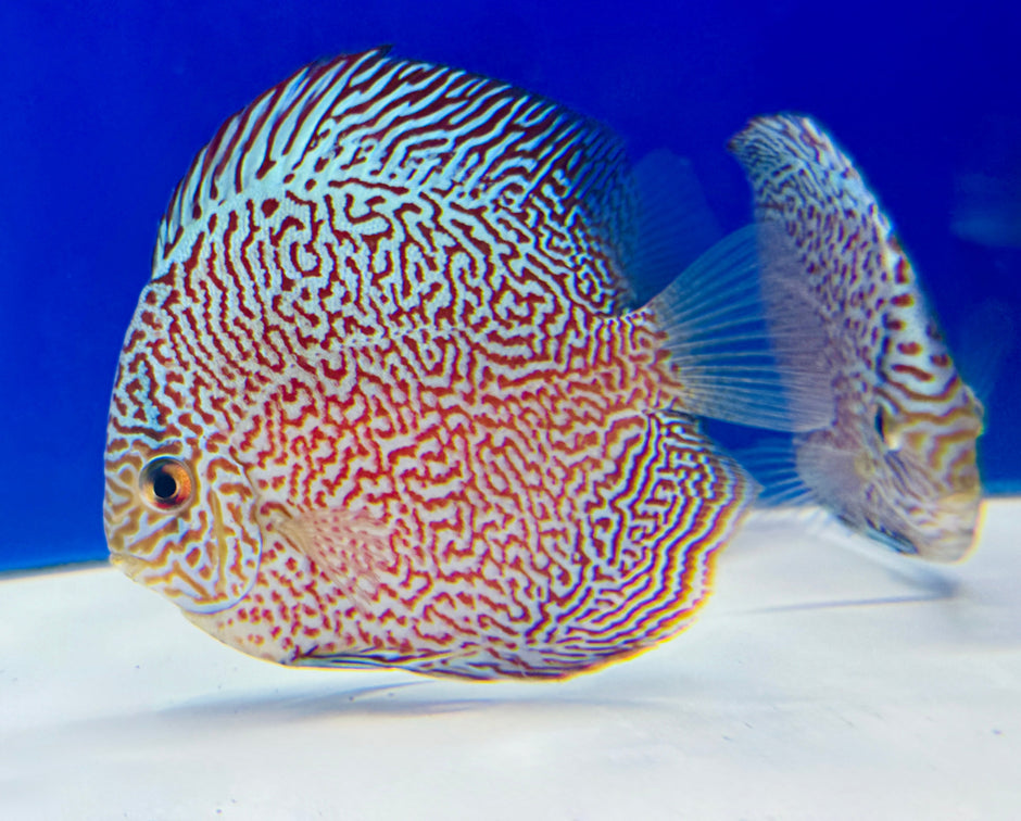 Golden State Discus Inventory