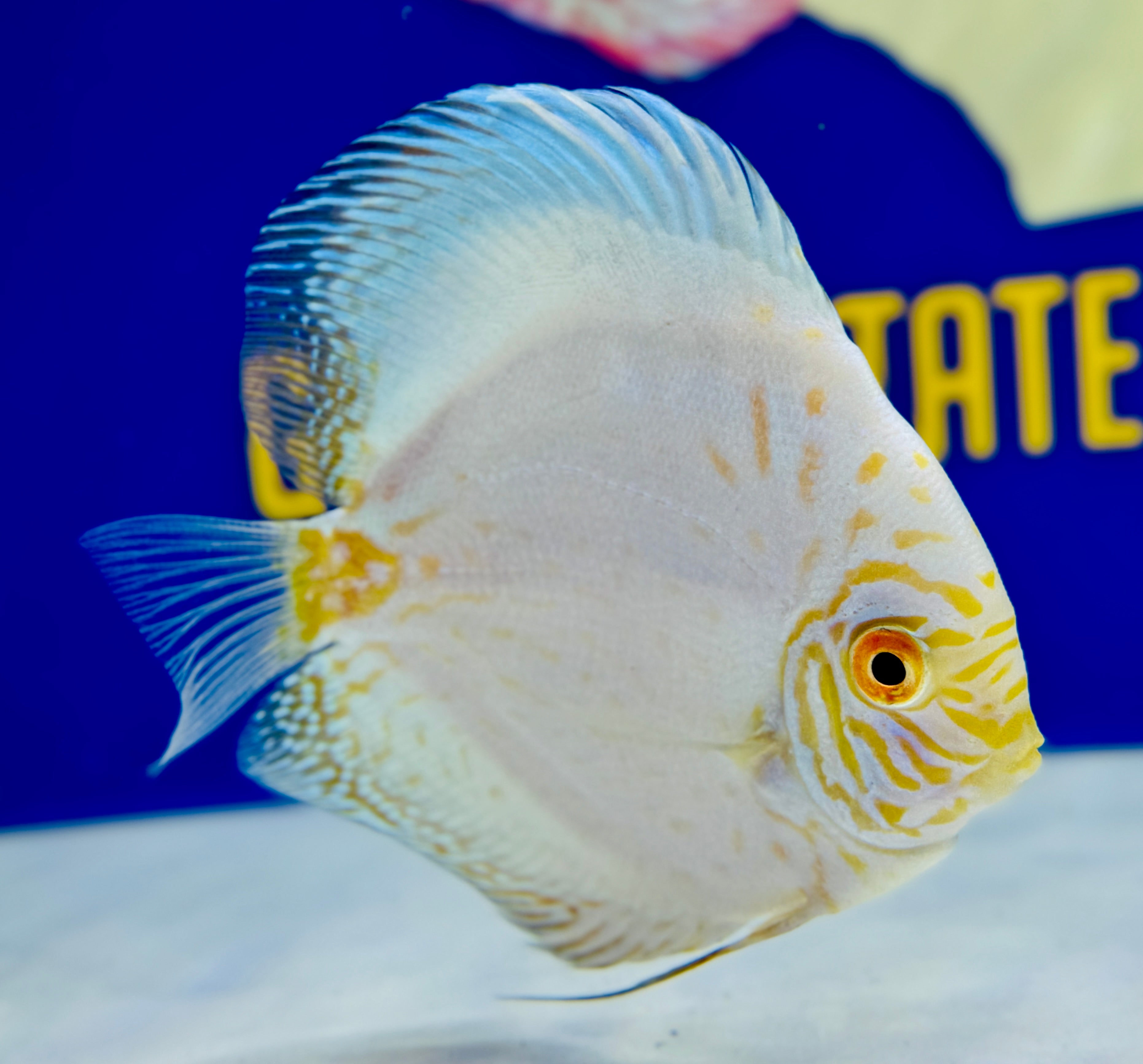 Golden State Discus Inventory