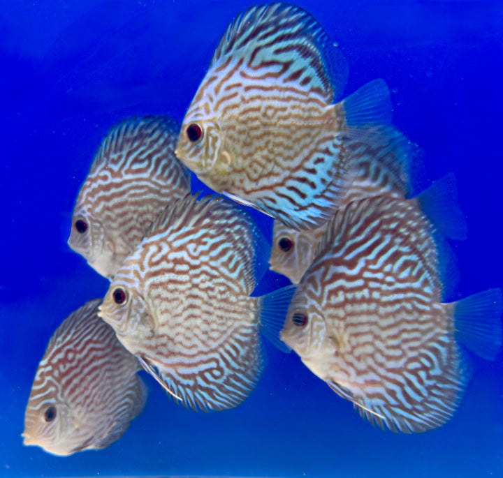 Golden State Discus - Premium Discus Fish and Expert Aquarium Care