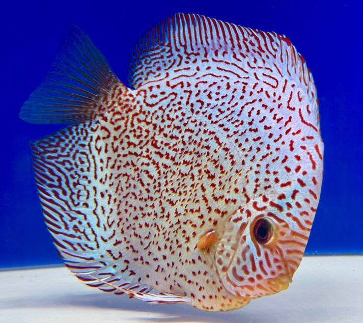 Viper King Discus 5-5.5" – Golden State Discus