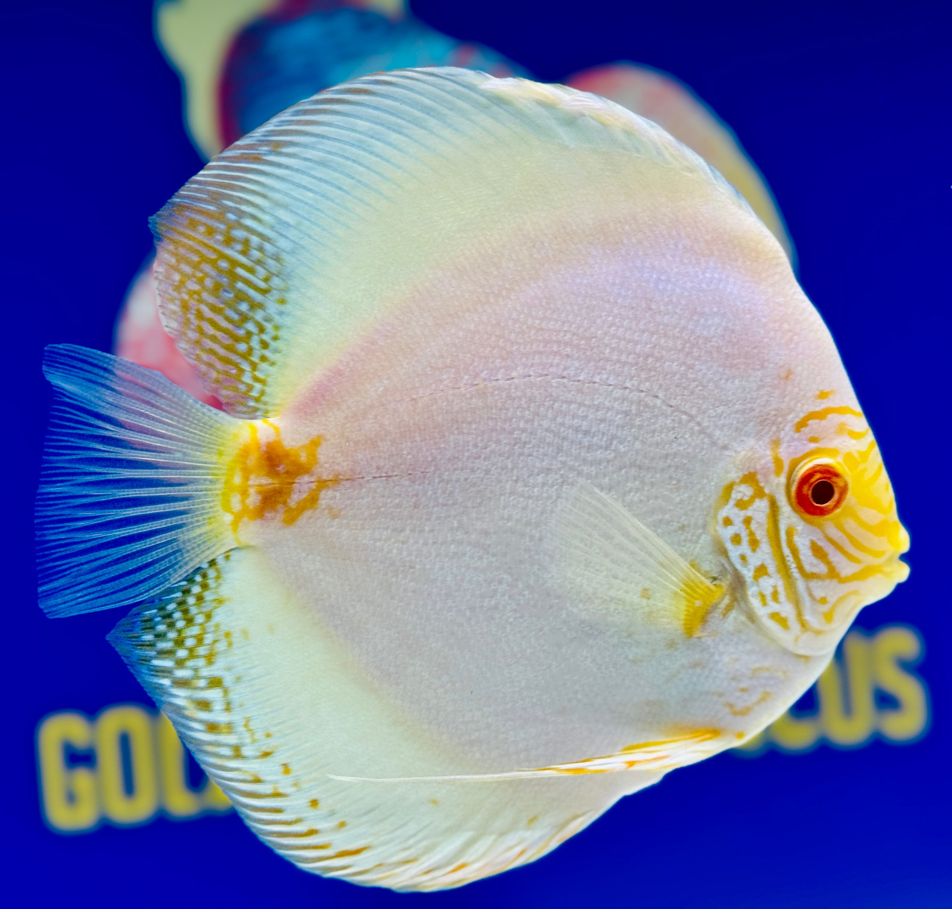 Golden State Discus Inventory