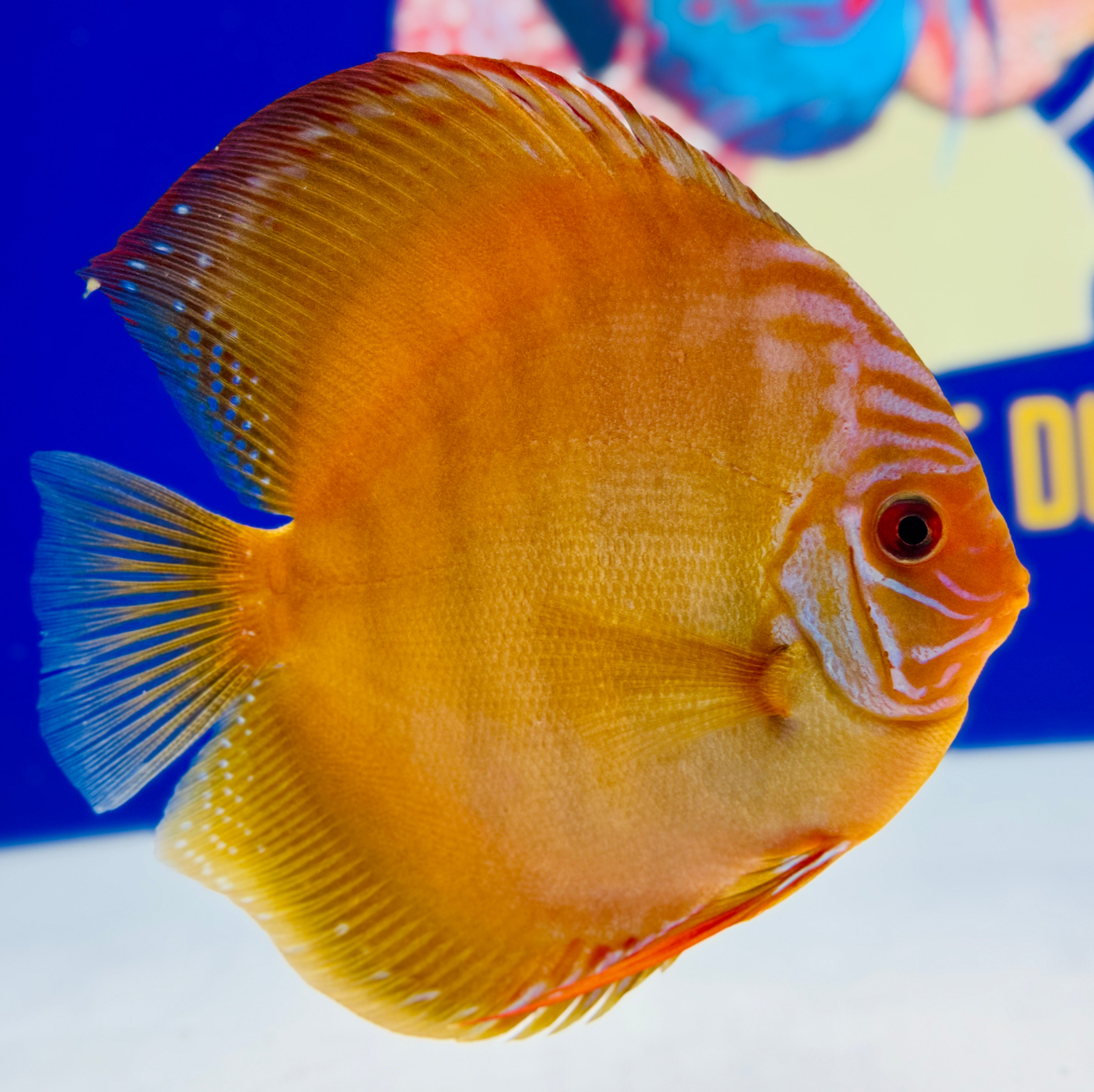 Golden State Discus Inventory