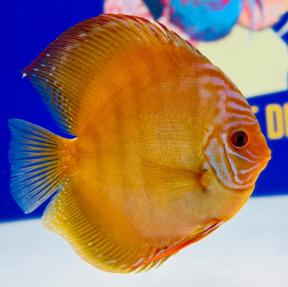 Golden State Discus Inventory