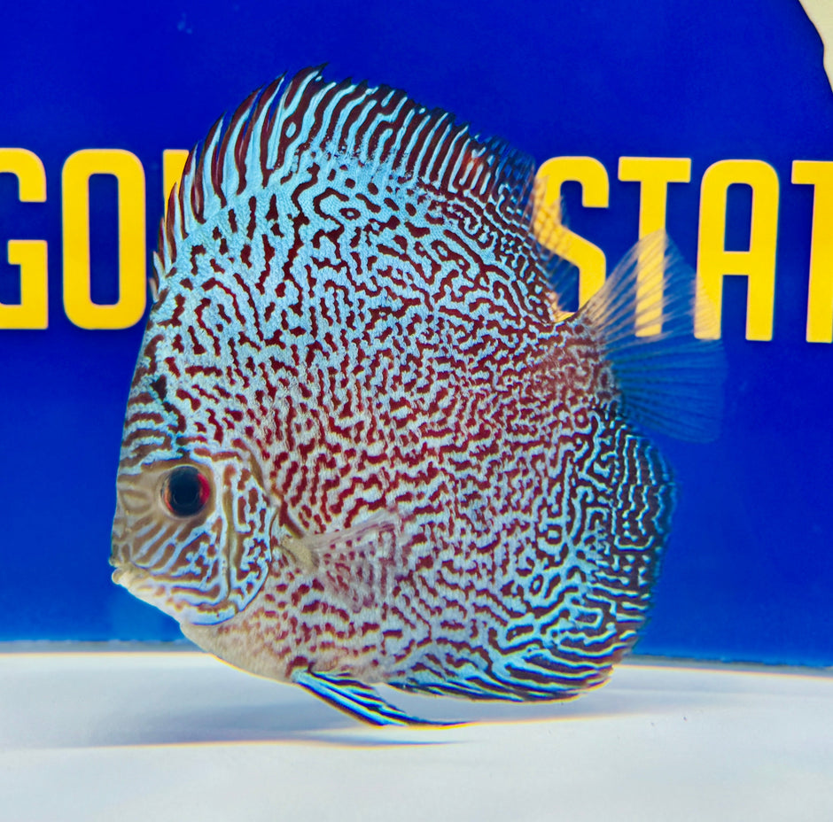 Golden State Discus Inventory