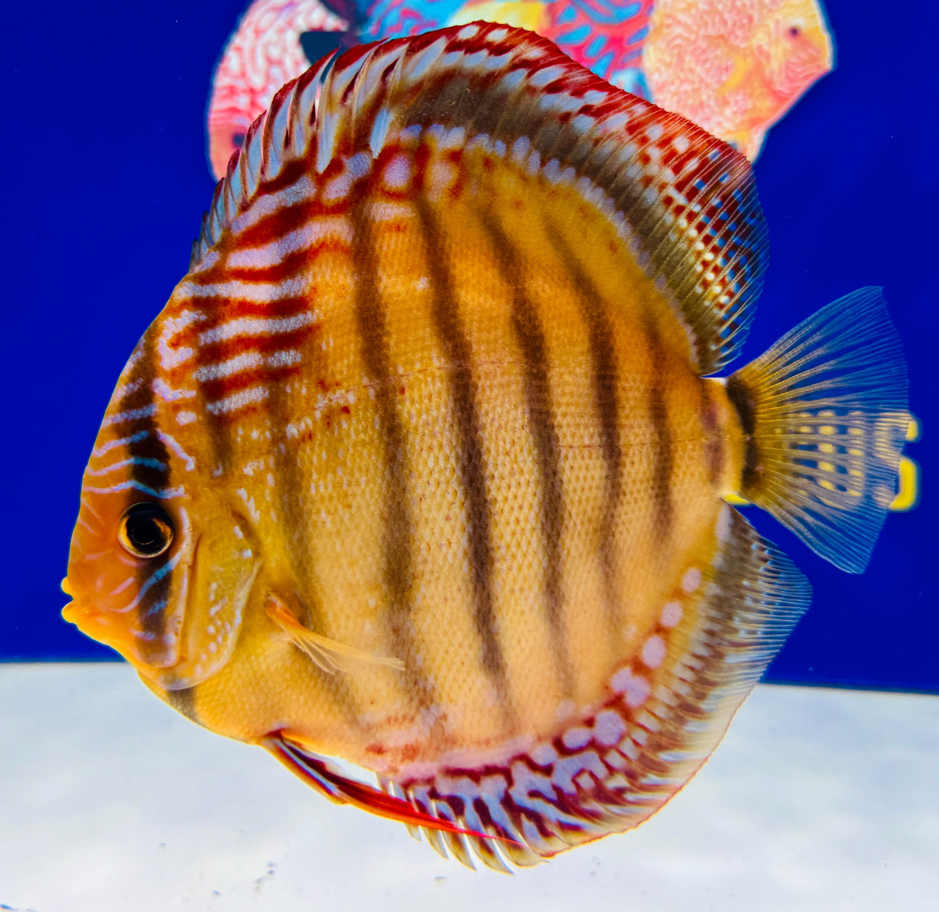 Golden State Discus Inventory