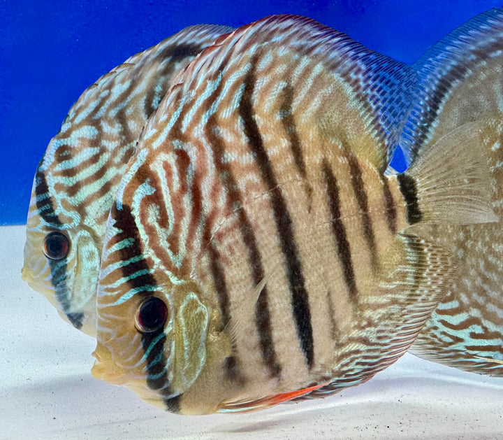 Golden State Discus Inventory