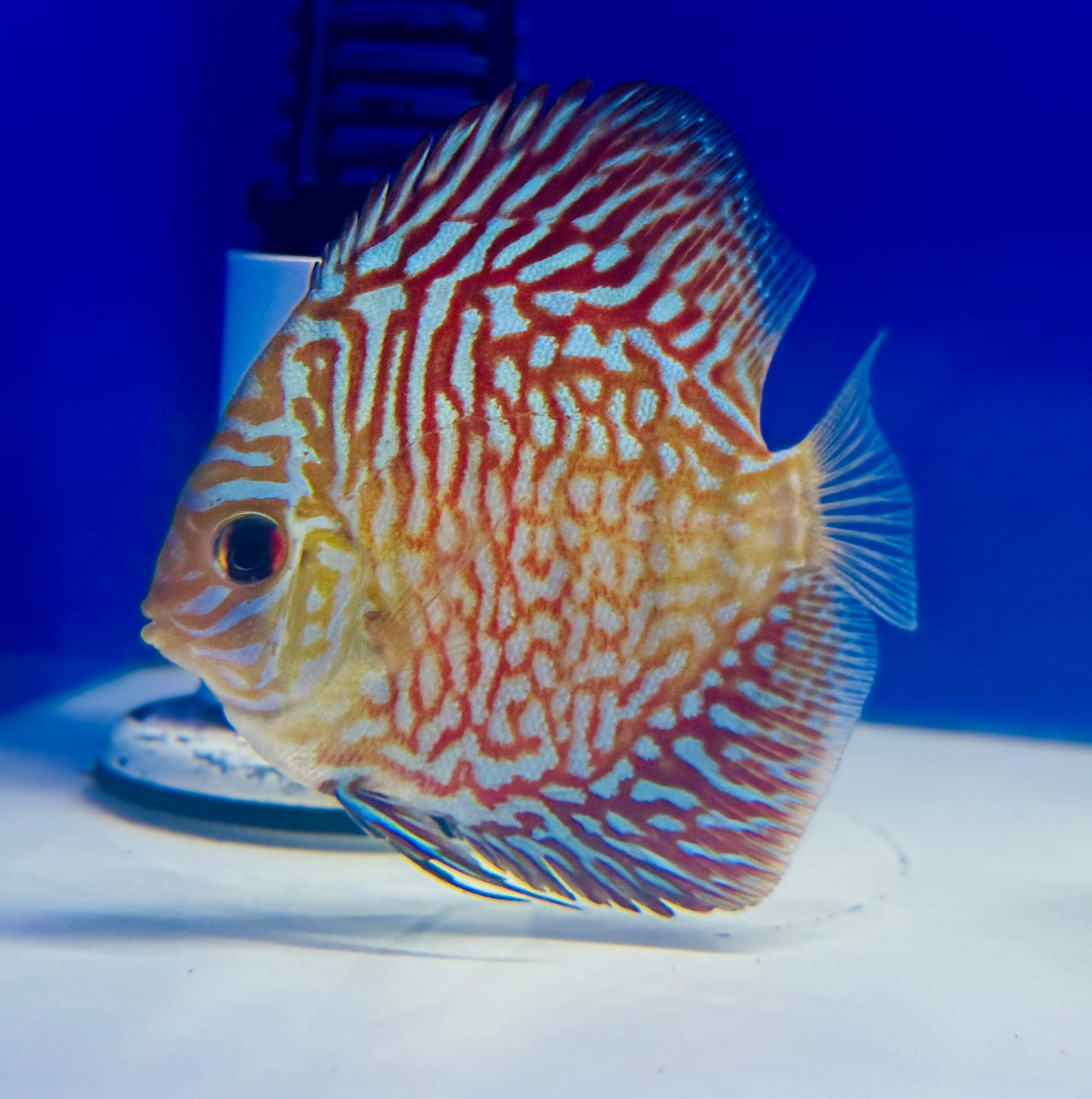 Indiana Tiger Discus 3-3.5" – Golden State Discus