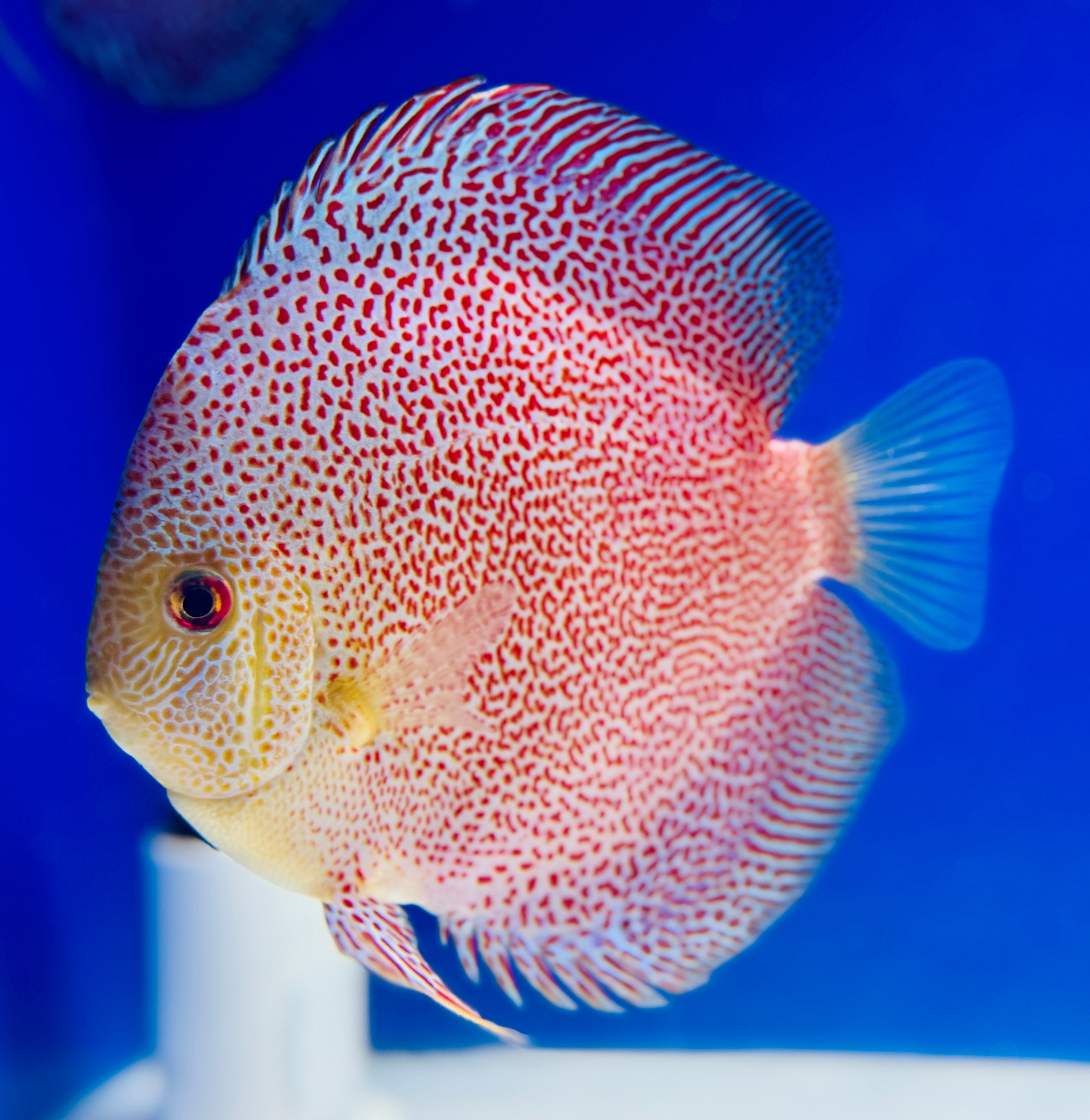 Panthera Discus 5-5.5" – Golden State Discus