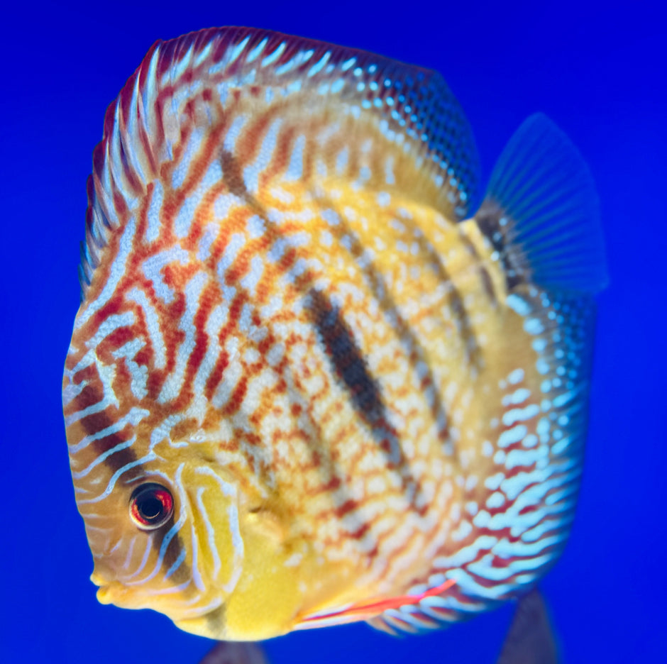 Golden State Discus Inventory