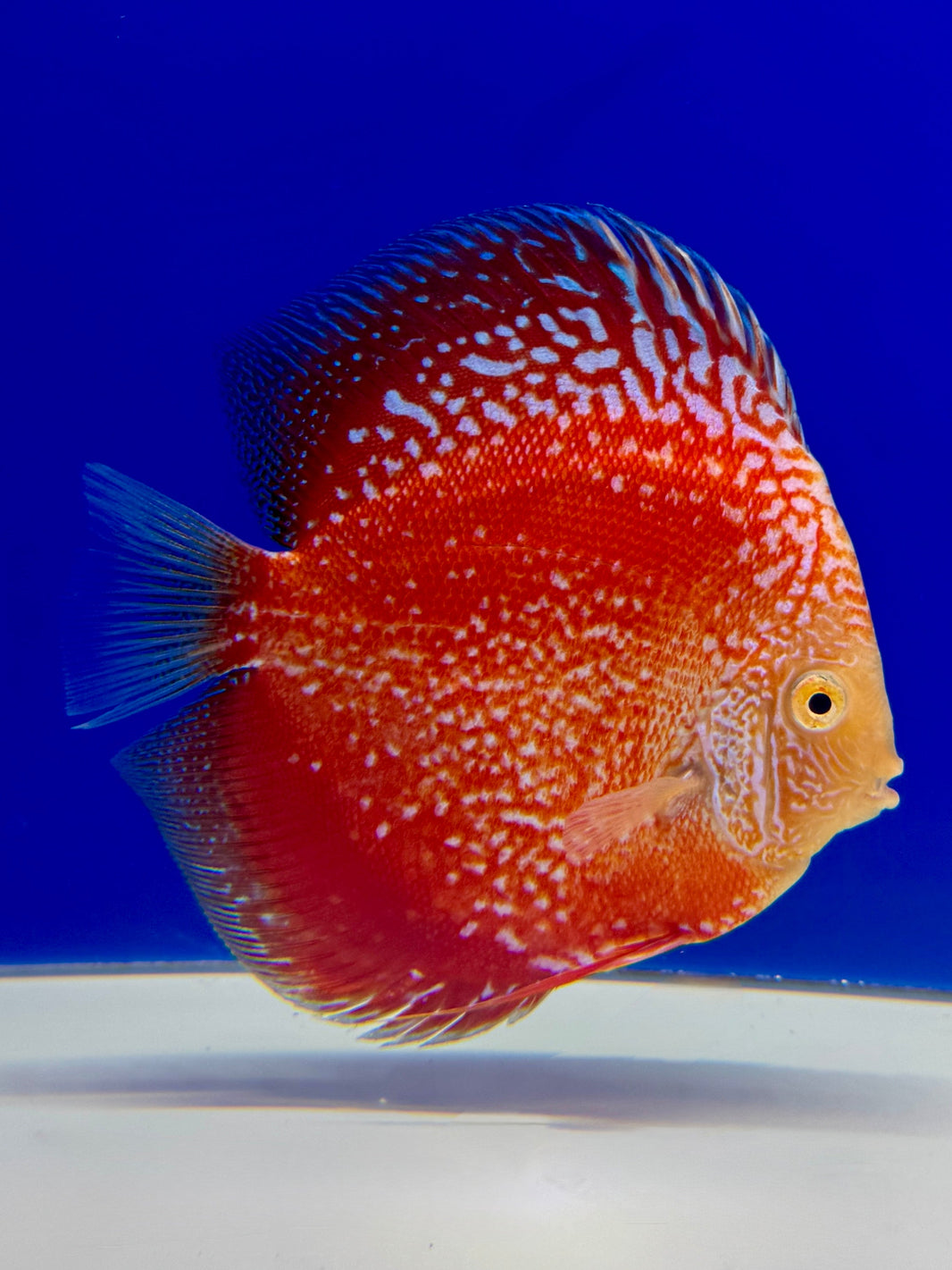Golden State Discus - Premium Discus Fish and Expert Aquarium Care