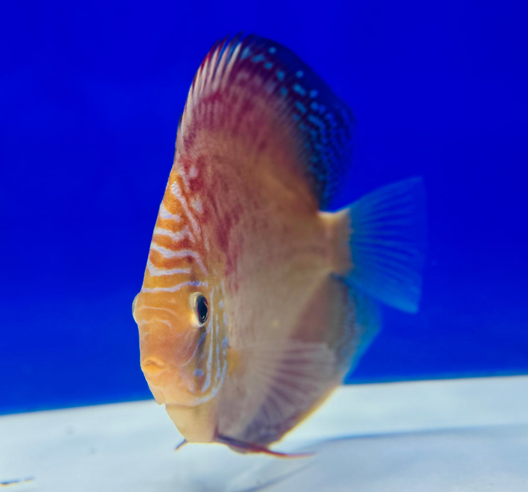 Golden State Discus Inventory