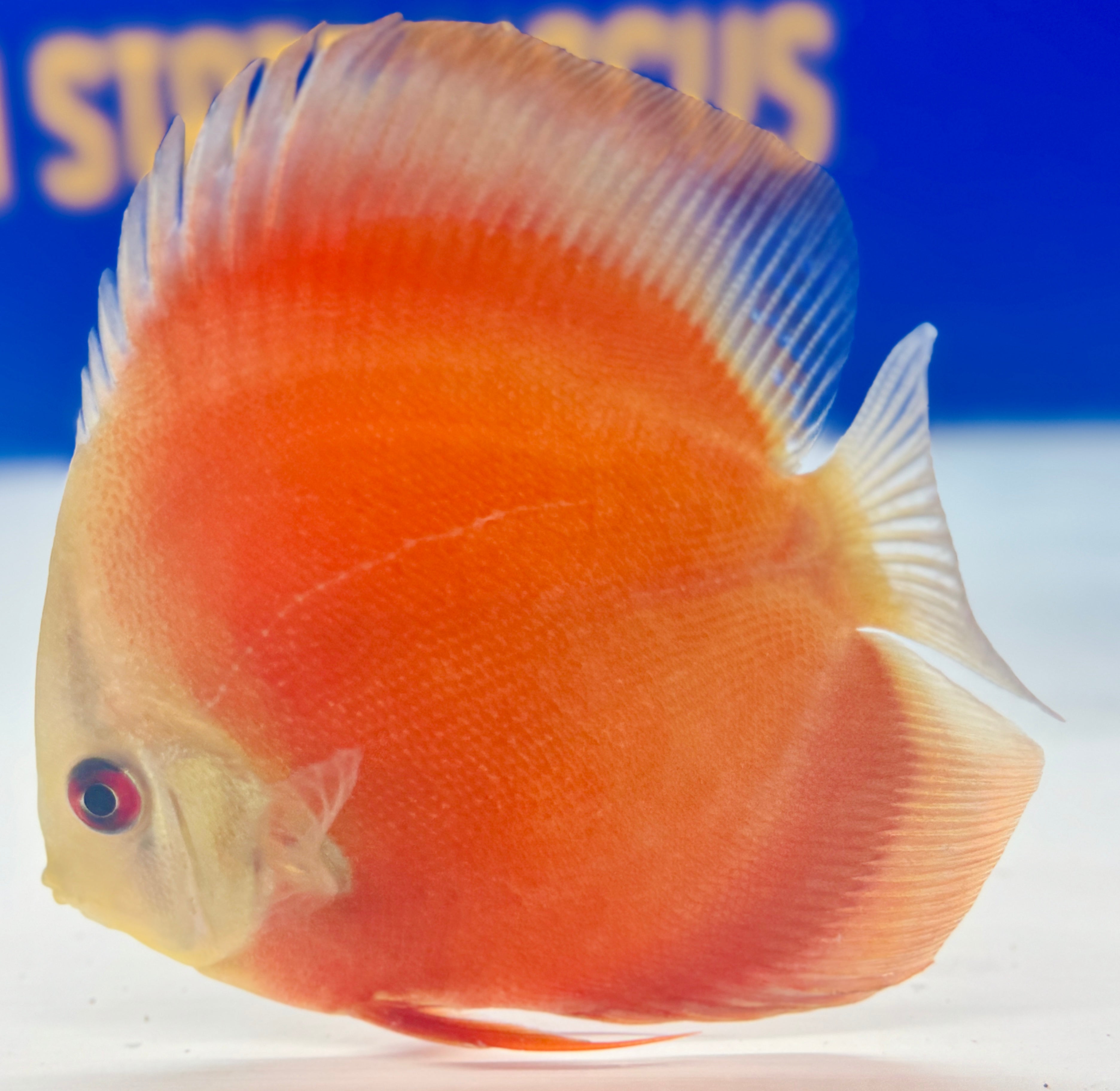 Red Cover discus 4-4.5" – Golden State Discus