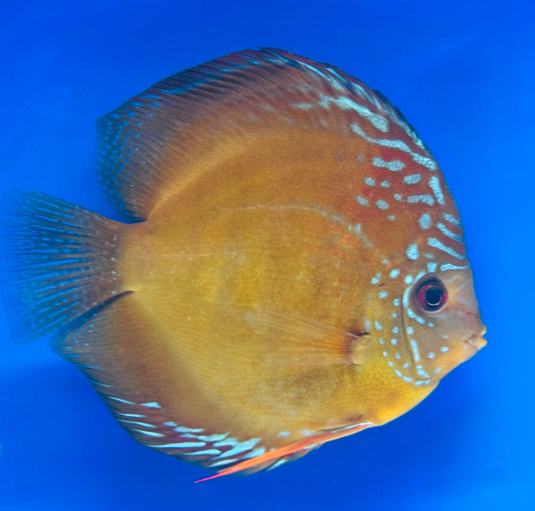 Golden State Discus - Premium Discus Fish and Expert Aquarium Care