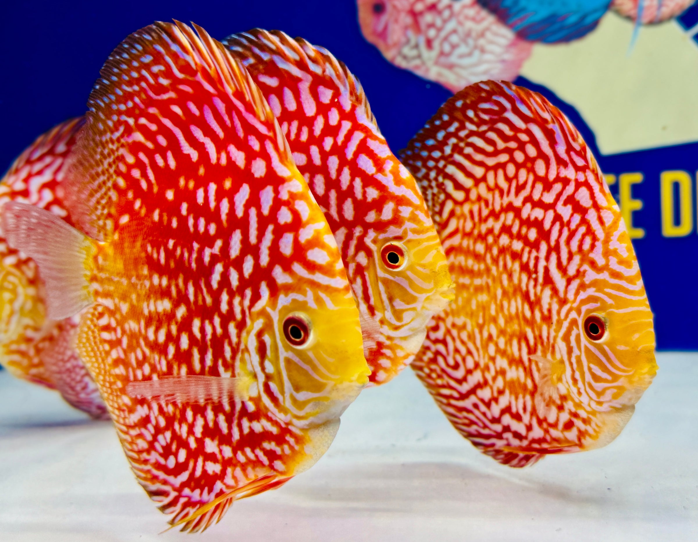 Golden State Discus - Premium Discus Fish and Expert Aquarium Care