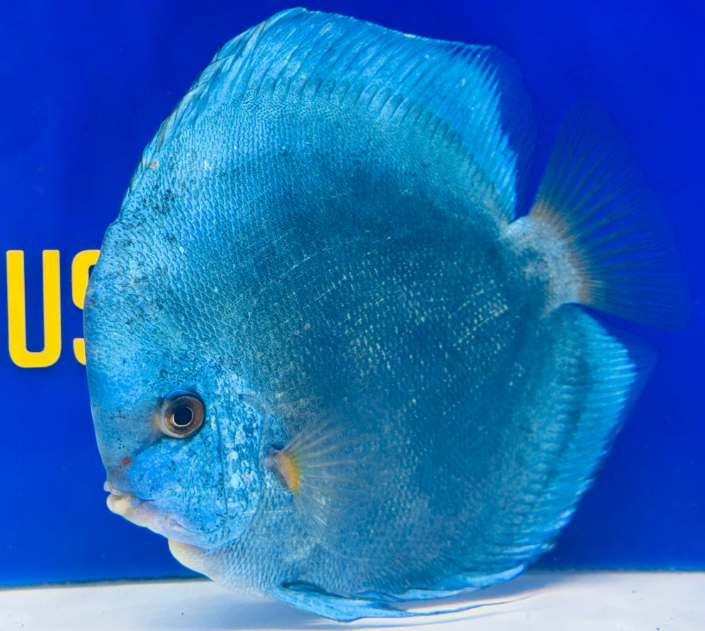 Blue Diamond Jumbo Premium Discus 6.5-7.5” (WYSIWYG) #3 – Golden State ...