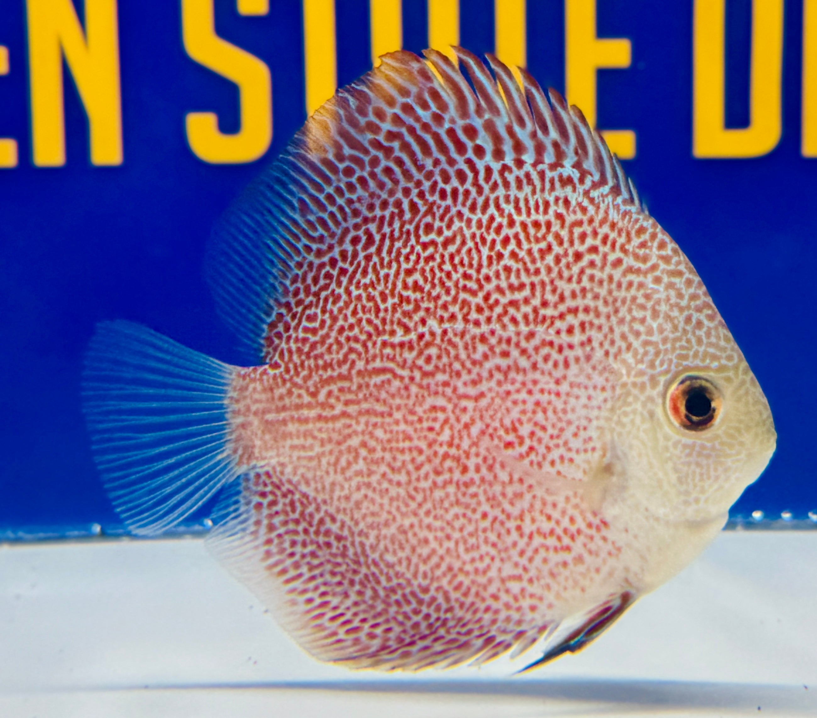 Panthera Discus 3-3.5" – Golden State Discus