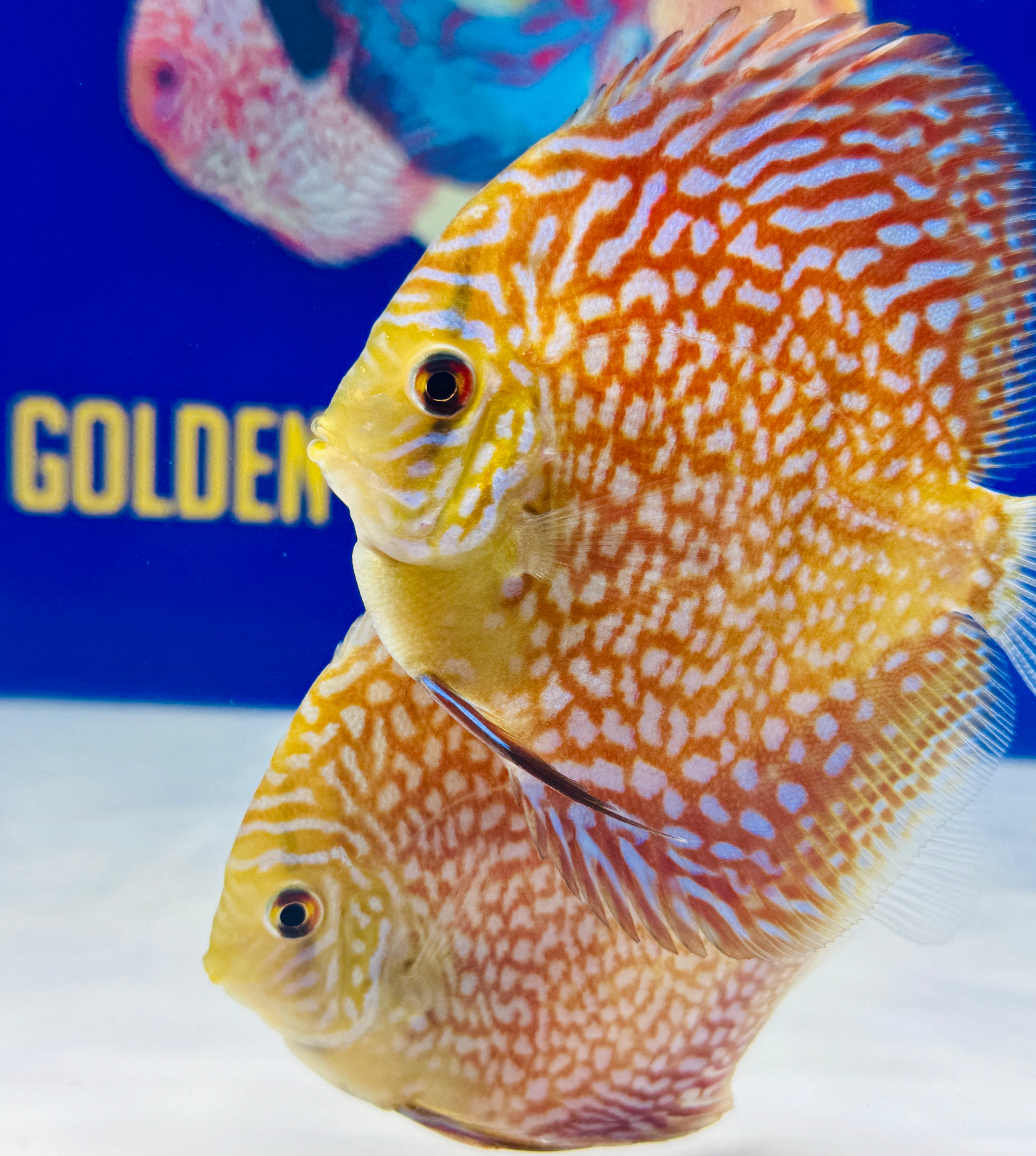Golden State Discus - Premium Discus Fish and Expert Aquarium Care