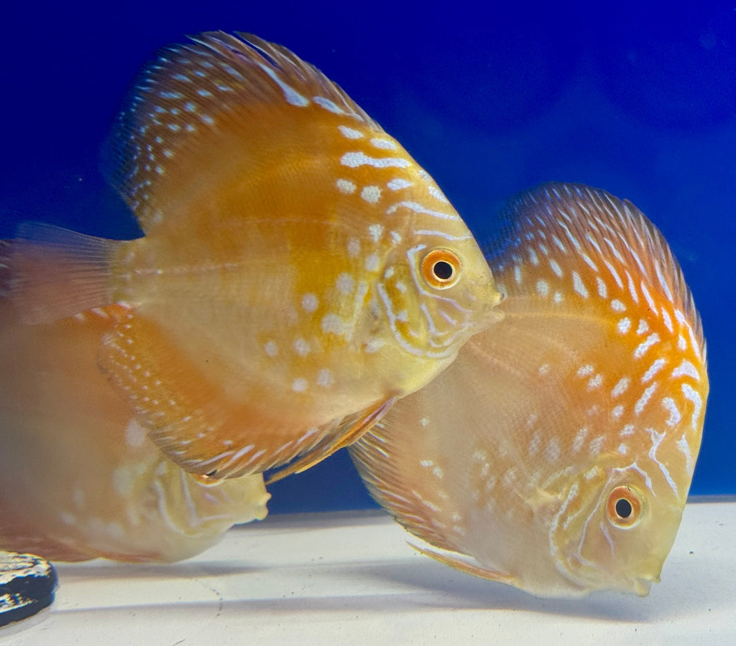 Golden State Discus Inventory