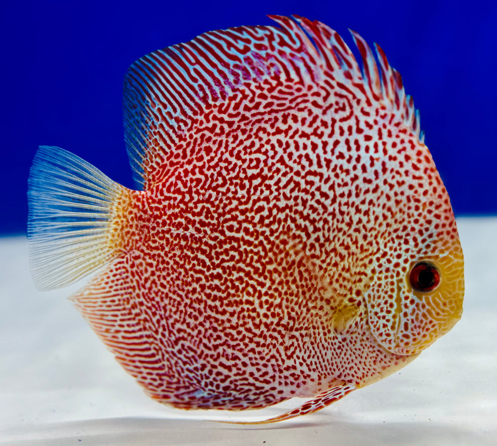 Panthera Discus 5-5.5" – Golden State Discus