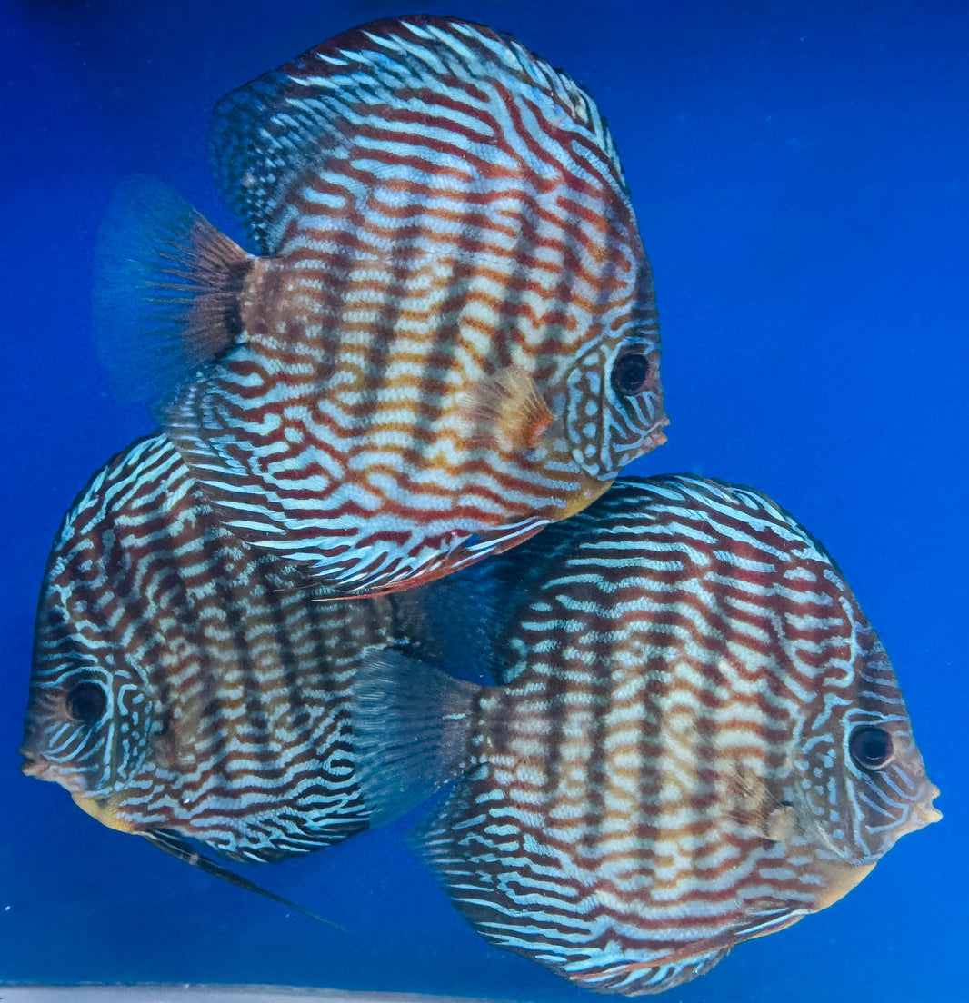 Golden State Discus - Premium Discus Fish and Expert Aquarium Care