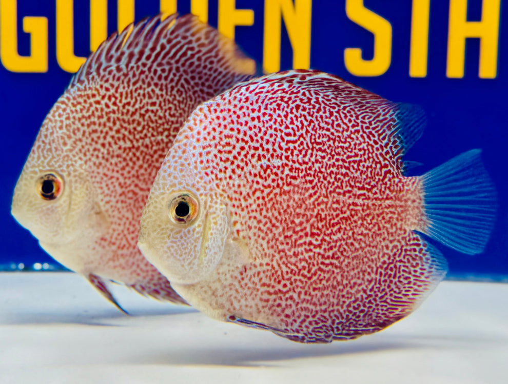 Panthera Discus 3-3.5" – Golden State Discus