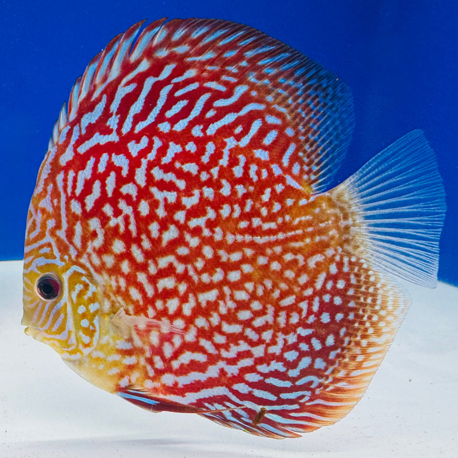 Golden State Discus Inventory