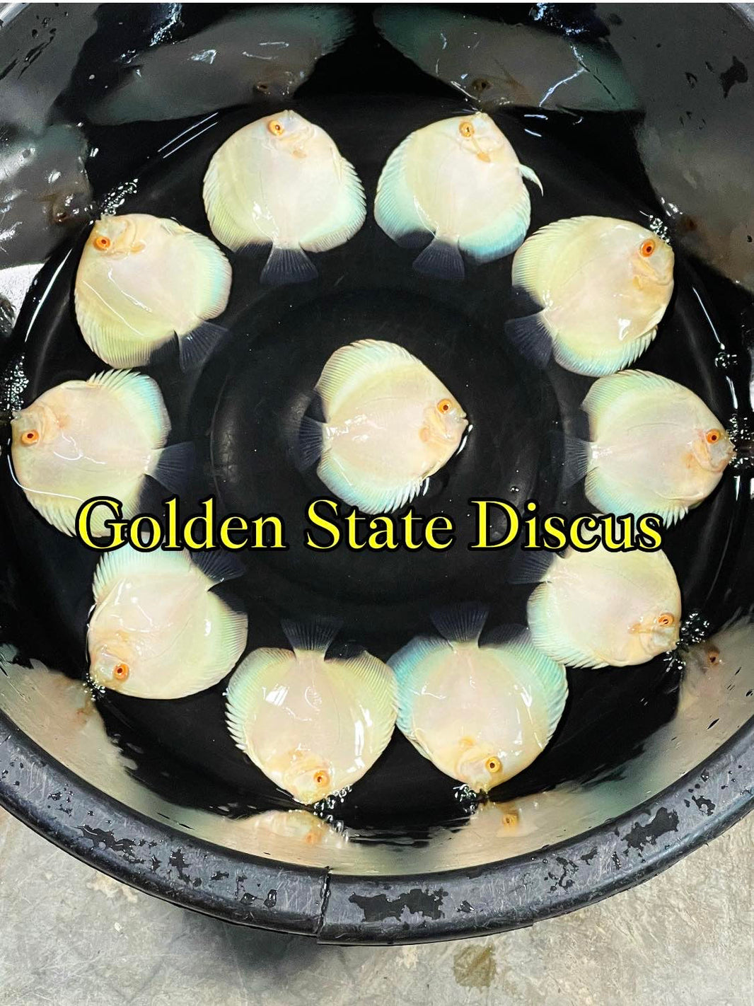 Golden State Discus - Premium Discus Fish and Expert Aquarium Care