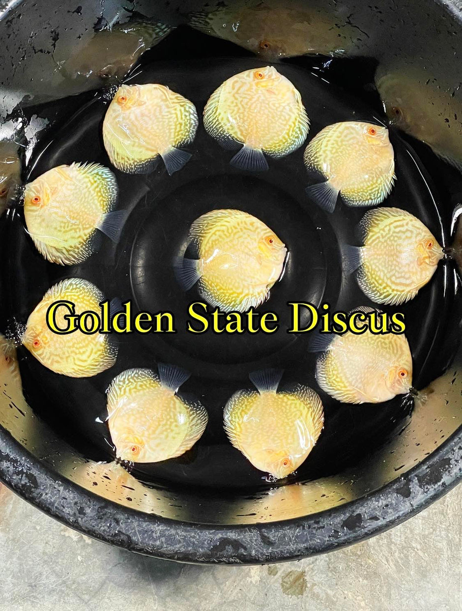 Golden State Discus - Premium Discus Fish and Expert Aquarium Care