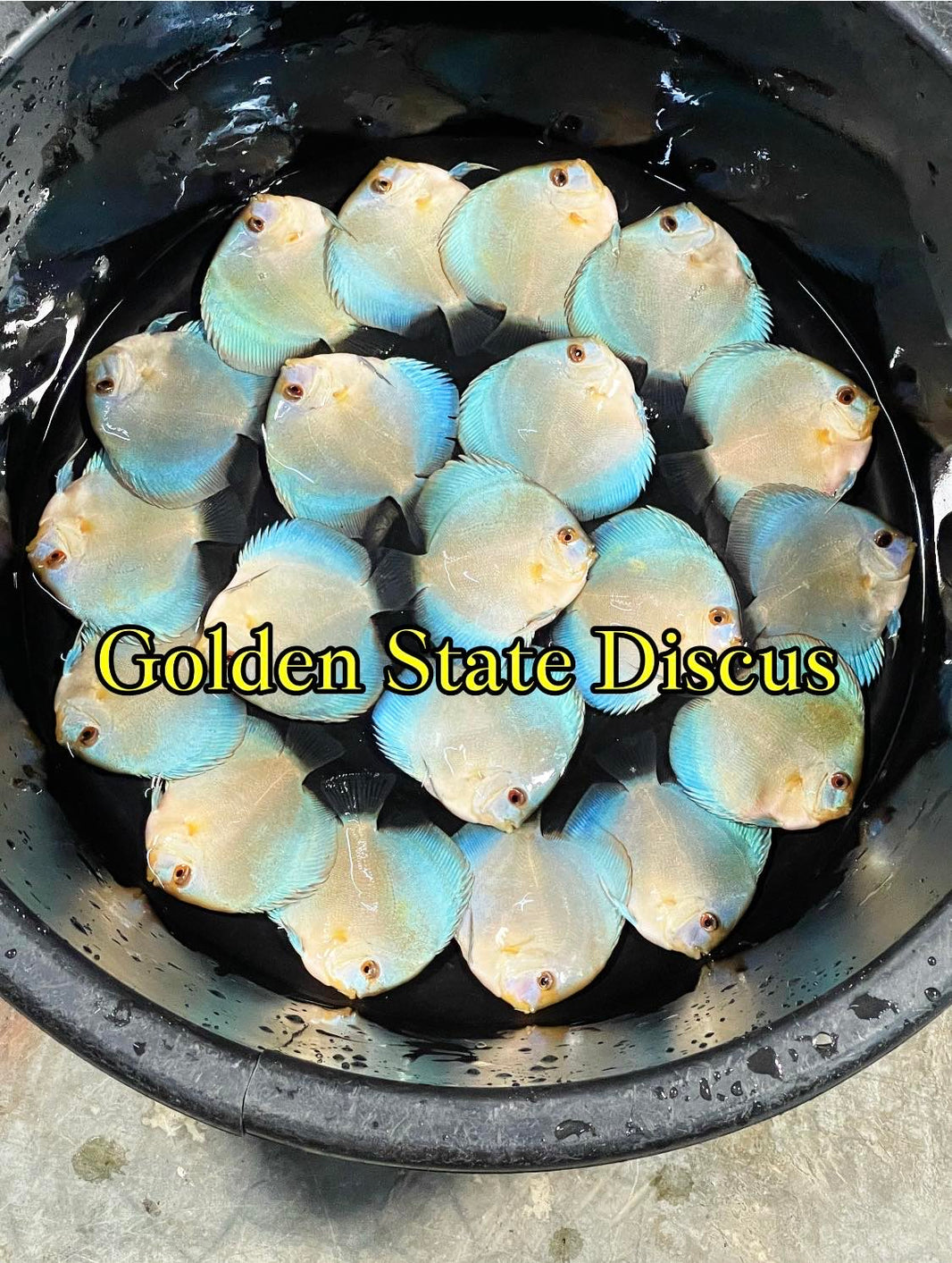 Golden State Discus Inventory