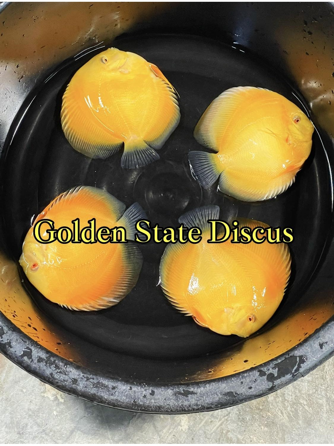 Golden State Discus - Premium Discus Fish and Expert Aquarium Care