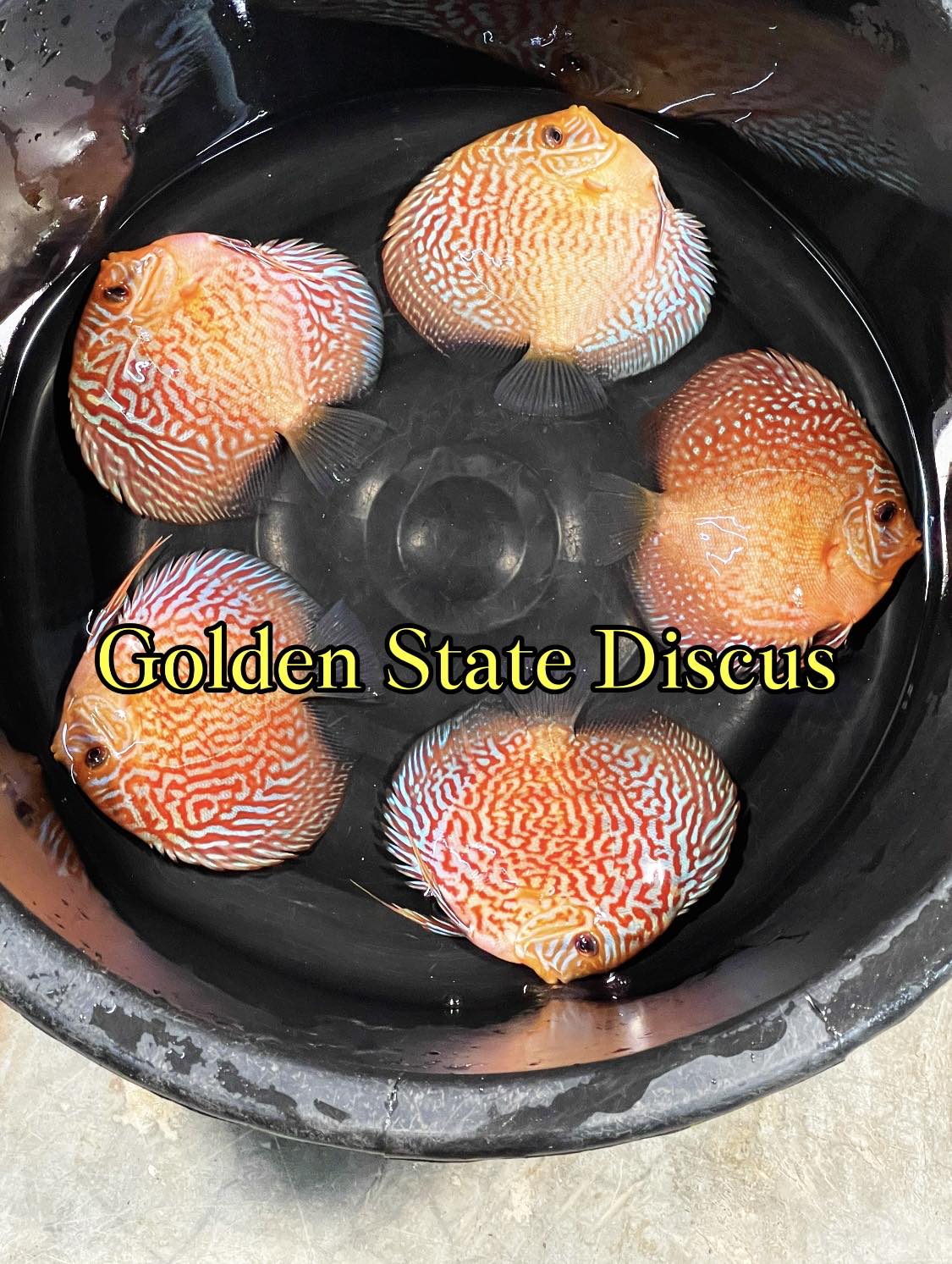 Golden State Discus Inventory