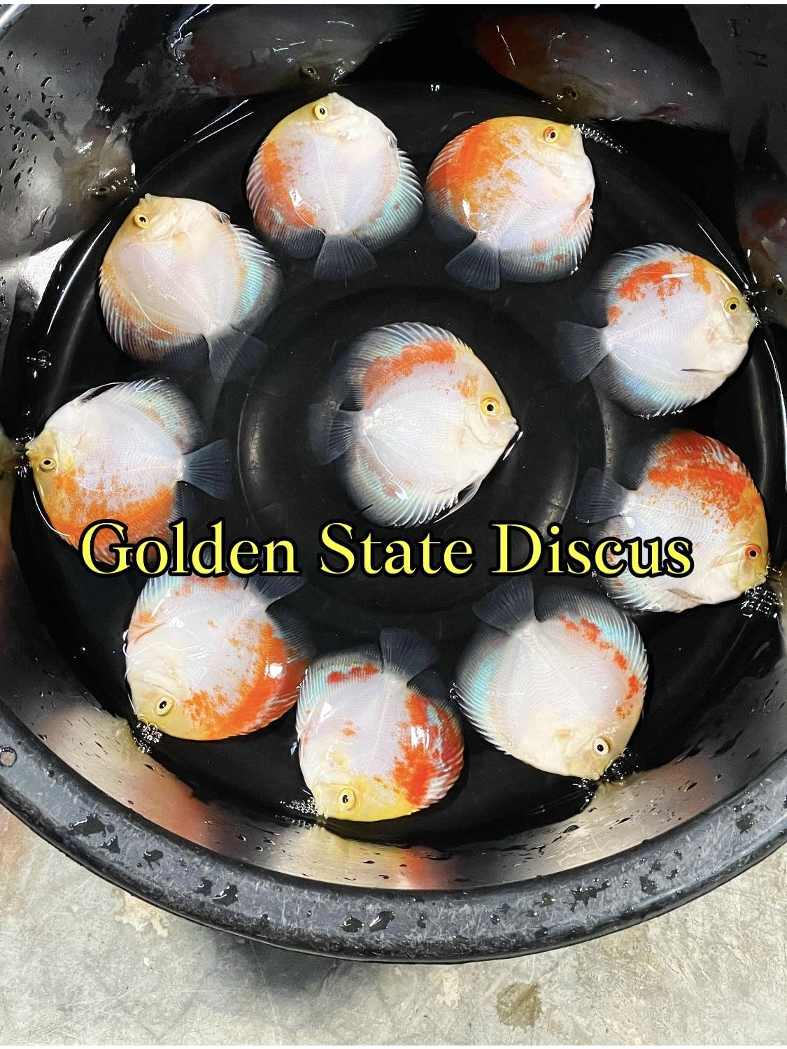 Golden State Discus - Premium Discus Fish and Expert Aquarium Care