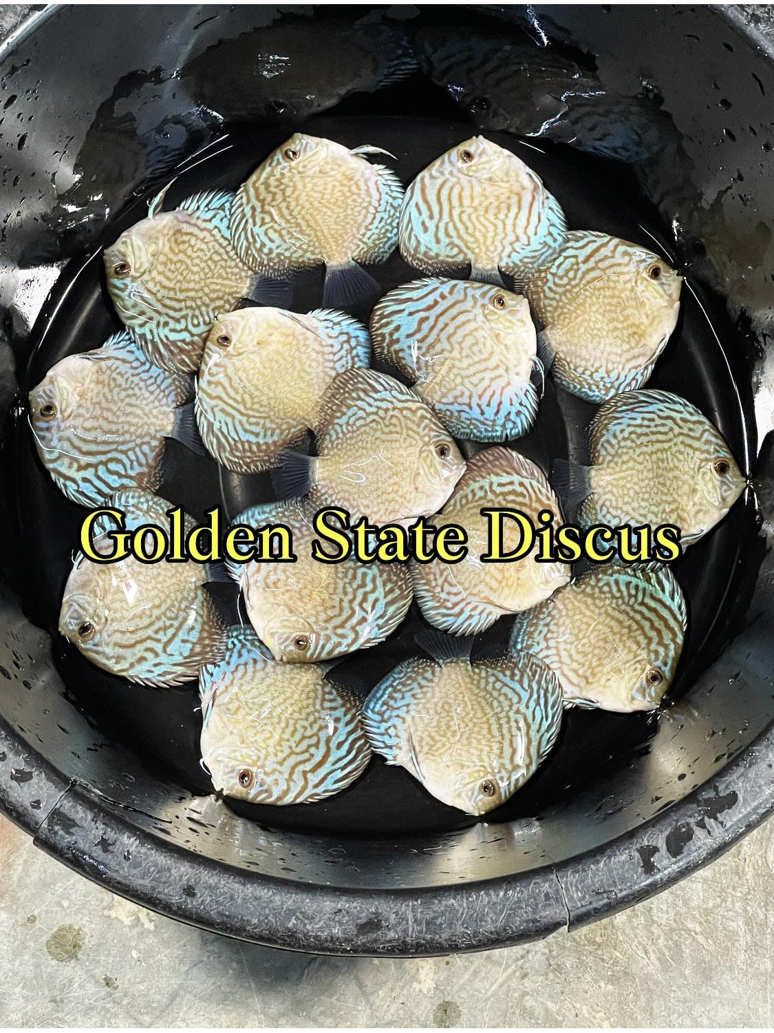 Golden State Discus - Premium Discus Fish and Expert Aquarium Care