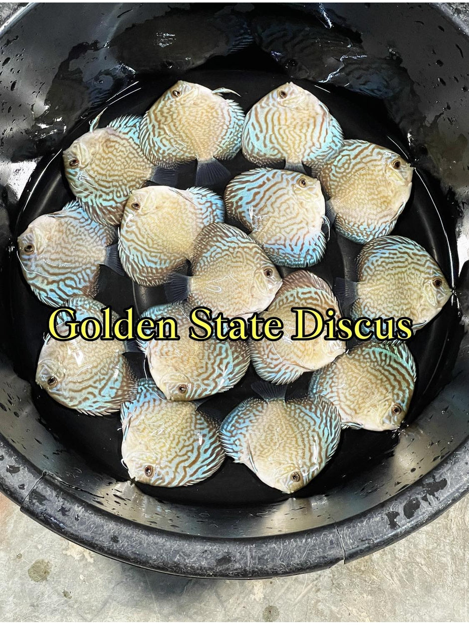 Golden State Discus - Premium Discus Fish and Expert Aquarium Care