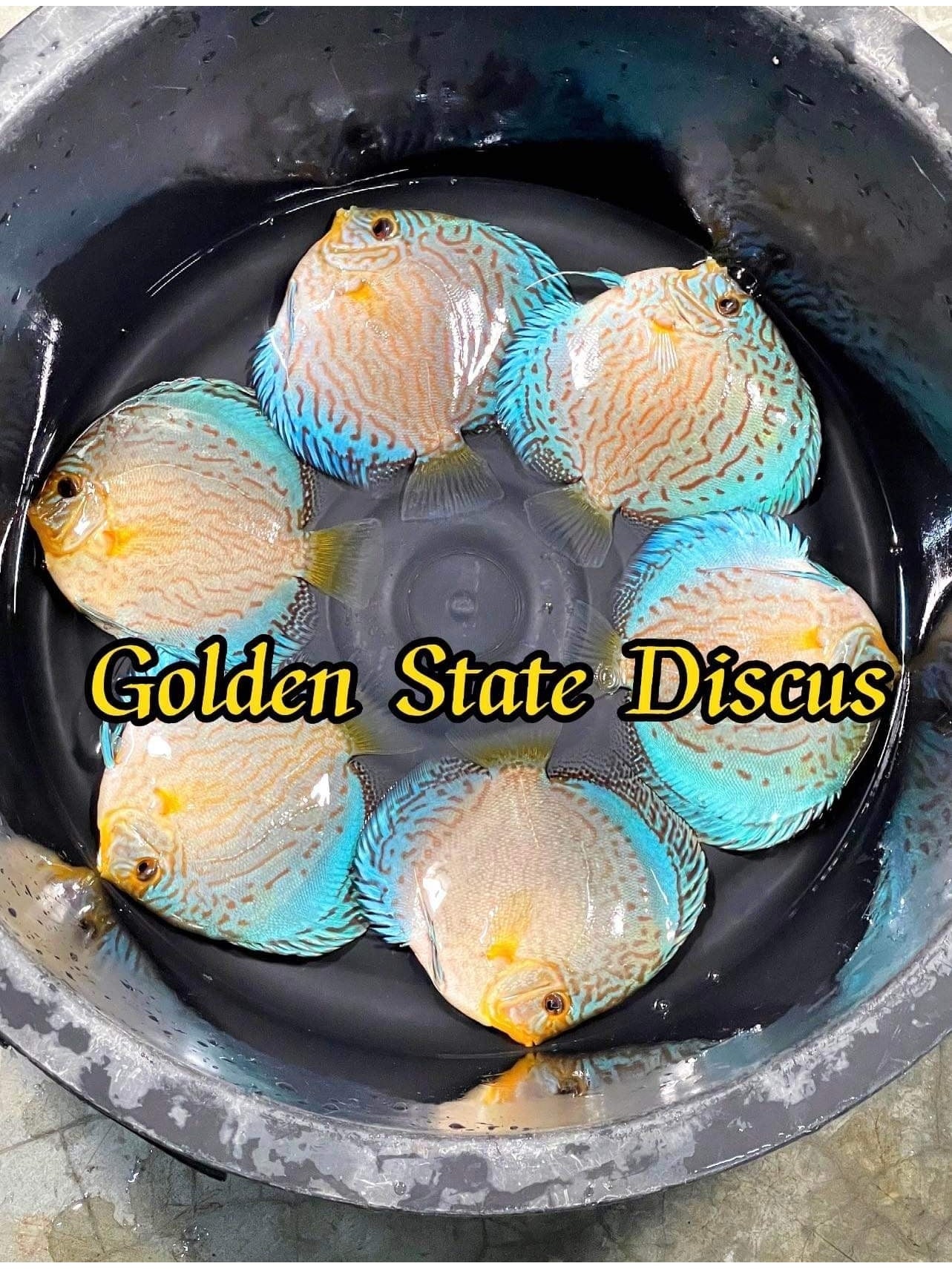 Golden State Discus - Premium Discus Fish and Expert Aquarium Care