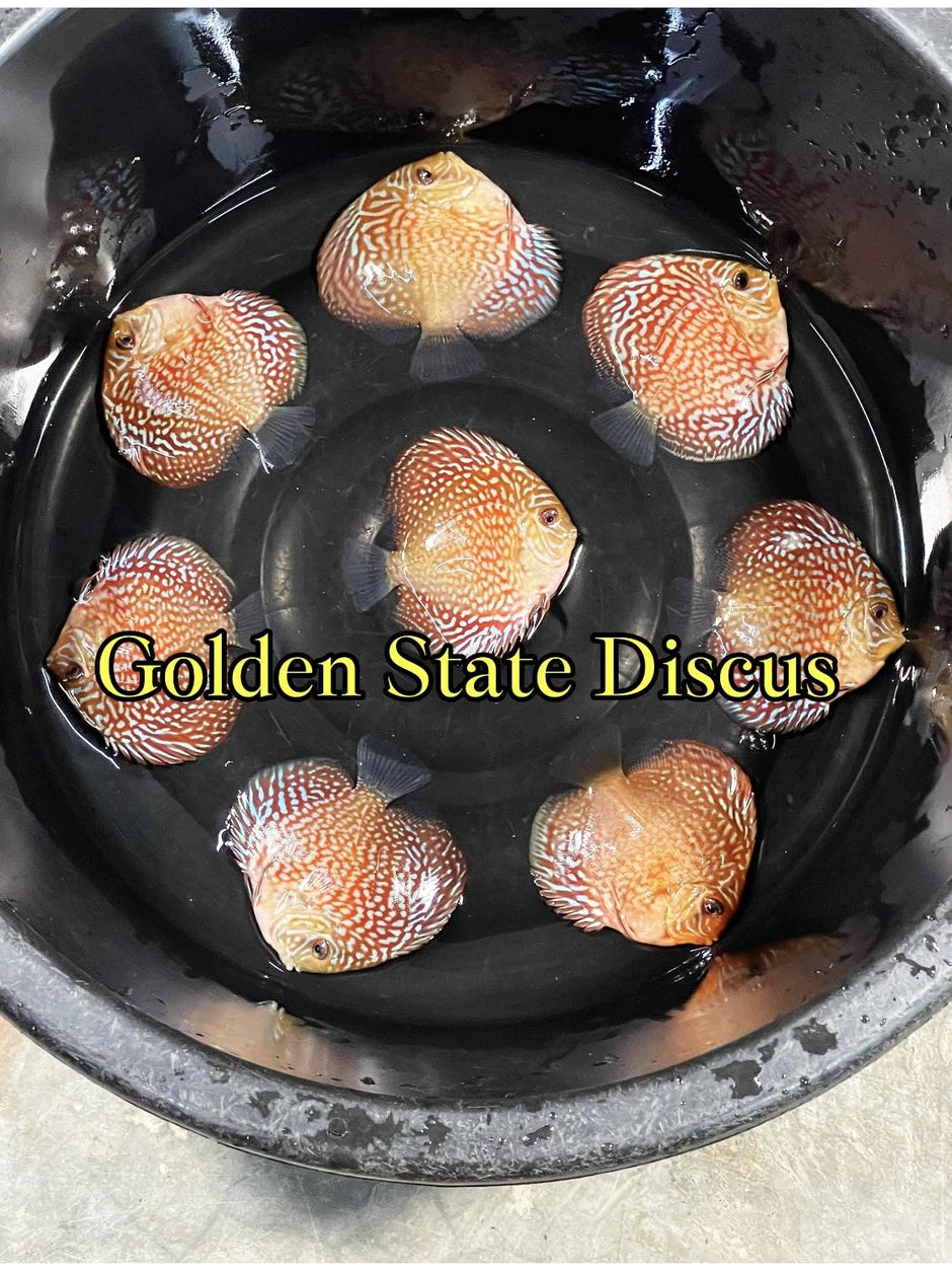 Golden State Discus - Premium Discus Fish and Expert Aquarium Care