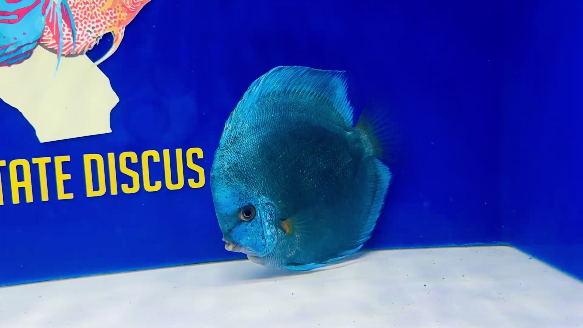 Blue Diamond Jumbo Premium Discus 6.5-7.5” (WYSIWYG) #3 – Golden State ...