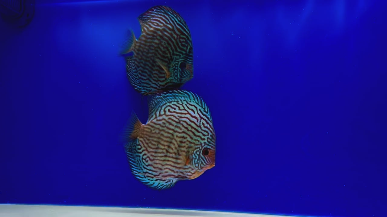 Golden State Discus Inventory