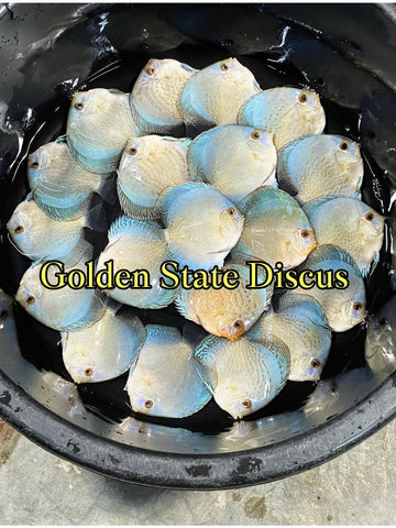 Golden State Discus - Premium Discus Fish and Expert Aquarium Care