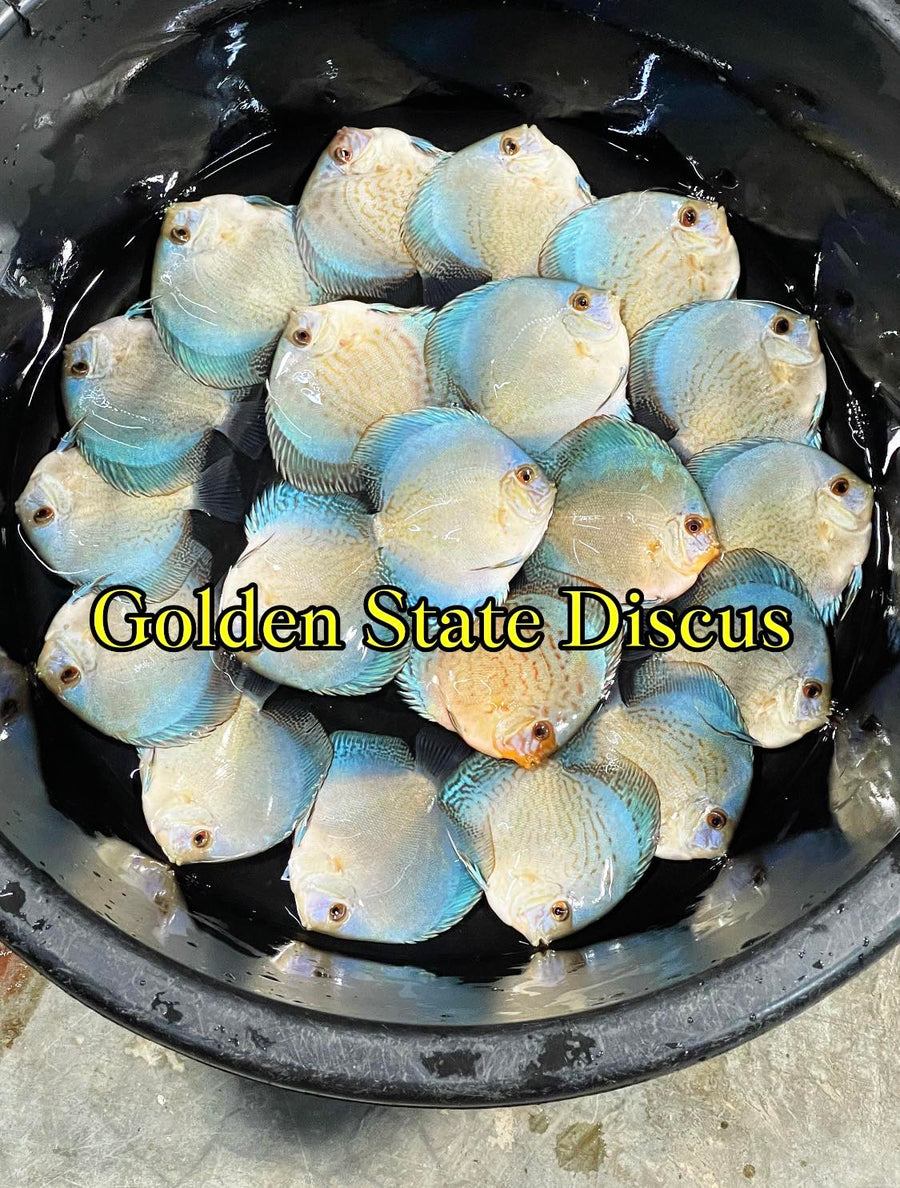 Golden State Discus - Premium Discus Fish and Expert Aquarium Care